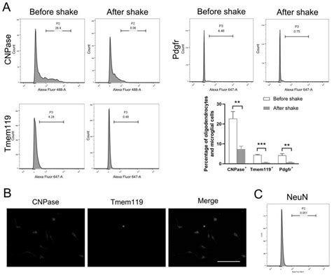 Astrocyte Subgroup And Separation And Purification Method And Application Thereof Eureka Patsnap
