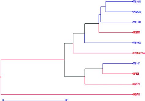 Dendrogram Showing Clustering Of 10 Wheat Genotypes On The Basis Of