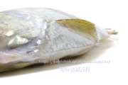 写真で見る ヒラ Ilisha Elongata ：旬の魚介百科
