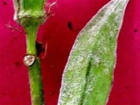 Powdery Mildew Infonet Biovision Home