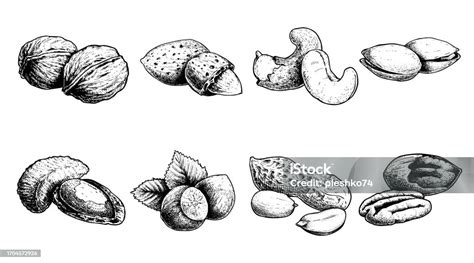 다른 너트 세트 스케치 스타일의 손으로 그린 너트를 간단히 설명합니다 호두 피스타치오 캐슈 아몬드 땅콩 헤이즐넛 브라질 너트 및 피칸 벡터 그림입니다 유기농 식품 견과에