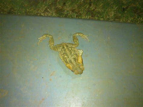 Cain Toad Unexplained Mysteries Image Gallery