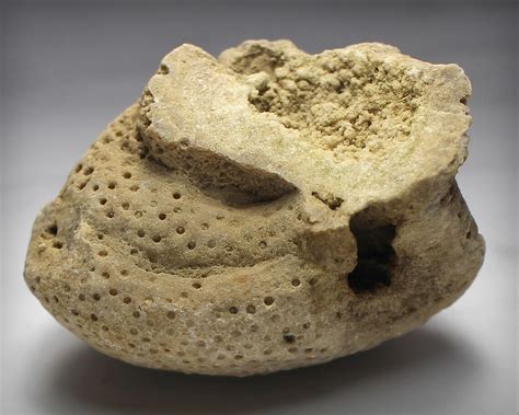 Silicified Favosites Coral Fossil Specimen From Illinois Etsy