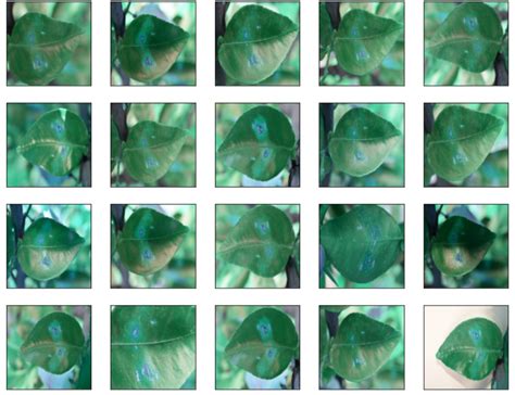 Different Scenarios Of Image Augmentation Download Scientific Diagram