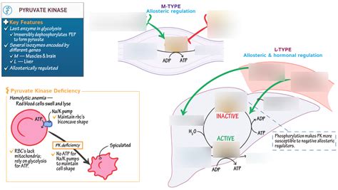 Regulation Of Pyruvate Kinase Diagram Quizlet