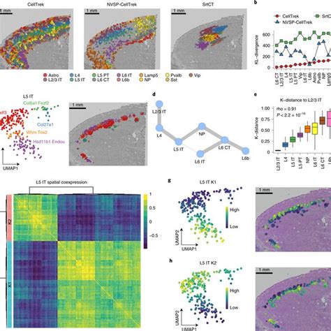 Spatial Charting Of Single Cell Transcriptomes In Tissues