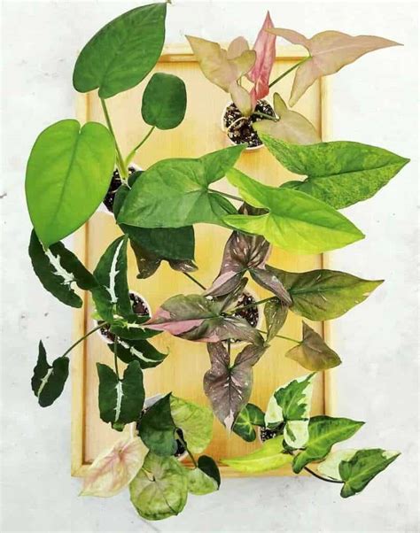 Collectible Houseplants With Darryl Cheng A Way To Garden