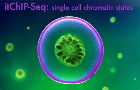 The Latest Chip Tip How To Measure Single Cell Chromatin States With Itchip Seq