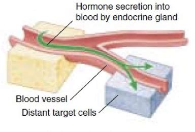 Exam Biochemistry L Basic Principles Of Cell Communication I Introduction To Cell