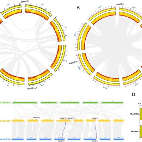 phylogenetic relationships motifs and gene structure of mbf1 genes
