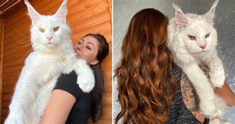 Meet Kefir The Giant Maine Coon Cat That Looks Like A White Lion