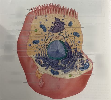 Parts Of The Cell And Its Organelles Lab Test 1 Diagram Quizlet
