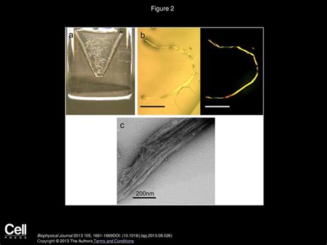 cyclic n terminal loop of amylin forms non amyloid fibers ppt download