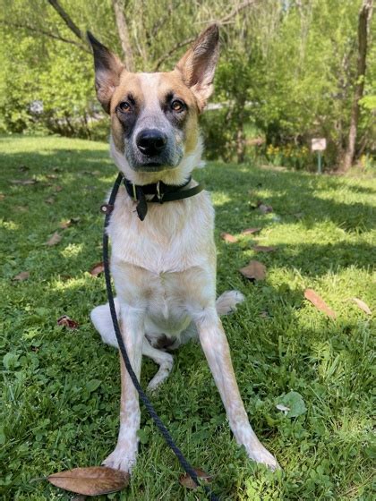 Bindi Young Williams Animal Center