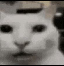 Uncanny Cat Memes  Uncanny Cat Memes Discover And Share S