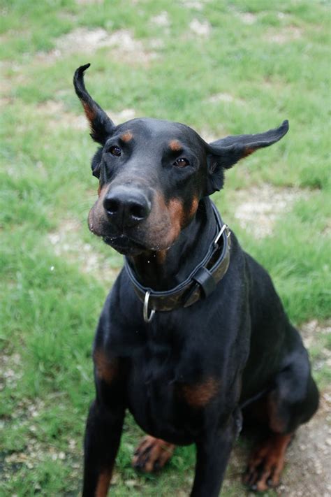 Adult Black And Tan Doberman Pinscher Closeup Photography · Free Stock