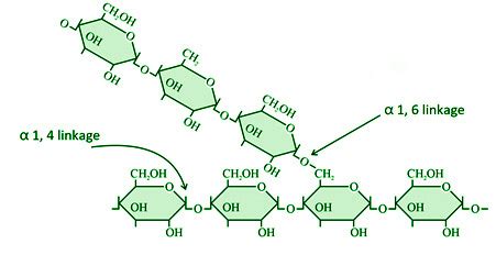 Structure Of Polysaccharides