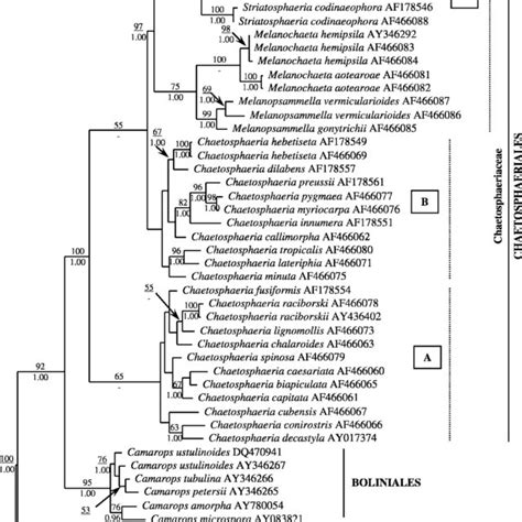 one of six most parsimonious trees inferred from lsu rdna sequences