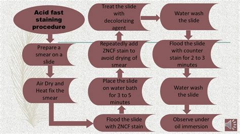 Acid Fast Staining Technique And Its Details In English Youtube