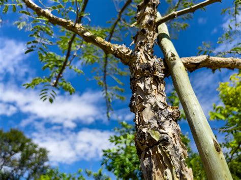 Monkey Thorn Afritree Sa