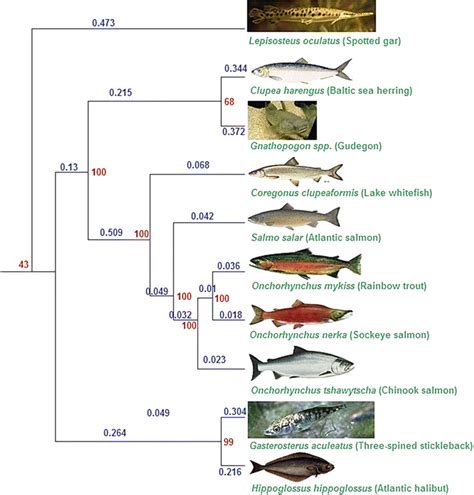 Fish Taxonomy Chart