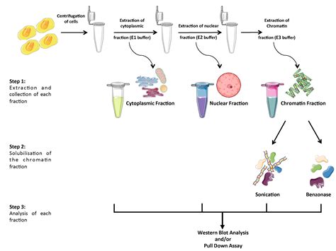 Materials And Reagents