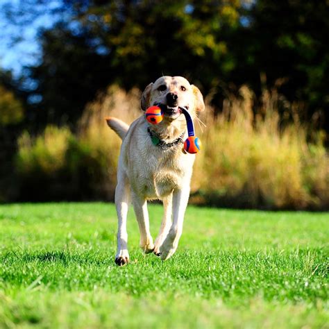 Chuckit Ultra Duo Tug Small Buy Best Price In Qatar Doha