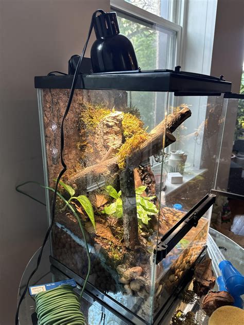 First One Tree Frog Enclosure R Paludarium