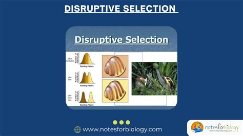 Disruptive Selection Best Biology Notes Reference