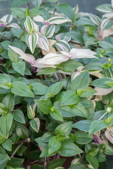 Wandering Dude Tradescantia Zebrina Green And Variegated Flowering