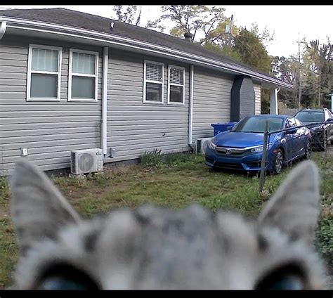 This Random Cat Keeps Messing With My Security Camera Images