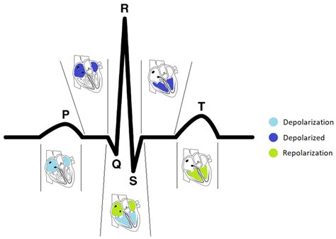 Repolarization And Depolarization
