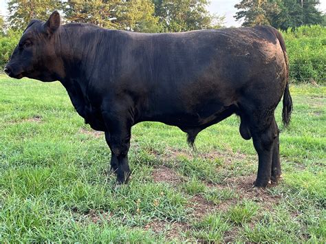 3 - Black Angus Bulls - Oklahoma