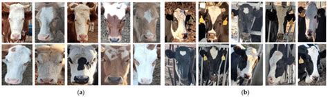 cattle facial matching recognition algorithm based on multi view