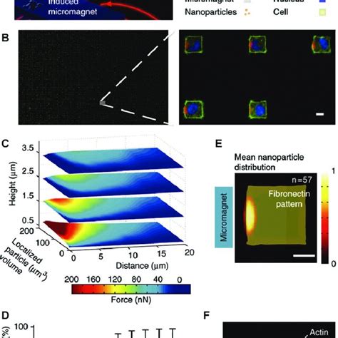 Parallel Dynamic Localization Of Magnetic Nanoparticle Clusters Within Download Scientific