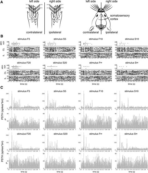 Bilateral Tactile Input Patterns Decoded At Comparable Levels But
