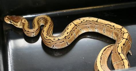 Hatchling Royal Pythons Album On Imgur