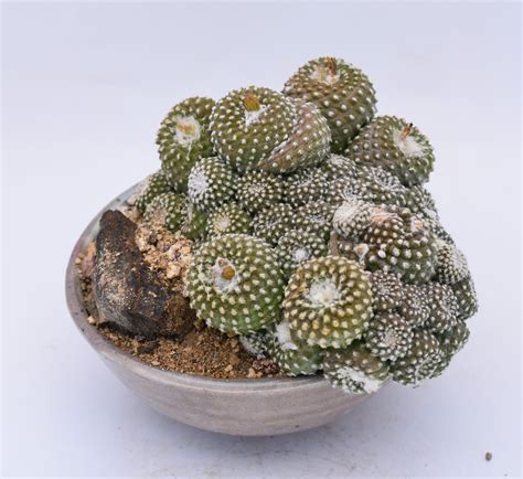 How To Grow Copiapoa Laui The Smallest Copiapoa Trex Plants