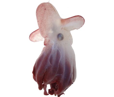 All Hail ‘emperor Dumbo The Newest Species Of Deep Dwelling Octopus