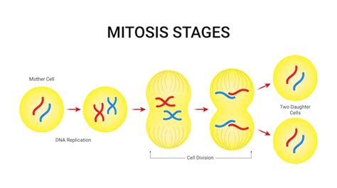 Stages Of Mitosis Diagram