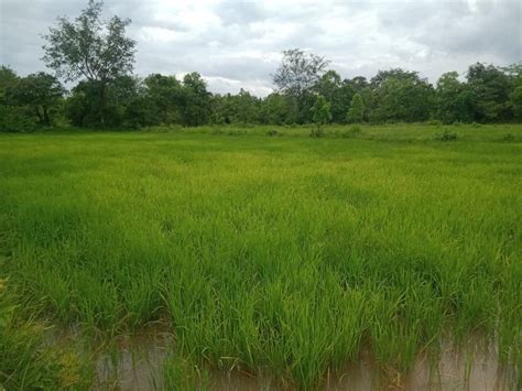 ວິທະຍຸກະຈາຍສຽງ ແຂວງສະຫວັນນະເຂດ ບ້ານແກ້ງກອກ ເມືອງຈຳພອນສໍາເລັດການຈັດງານບຸນ ພະເຫວດ ປະຈຳປີ 2023