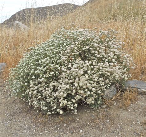 California Buckwheat Photos Page 1