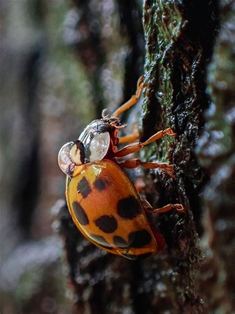 Tough Camera Focus Stacking And Bracketing Photography Journal En Blog Myomsystem