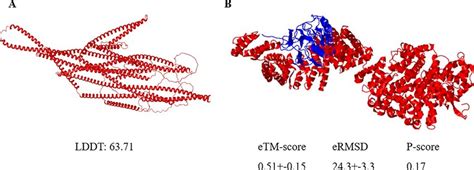 Three Dimensional Structural Models Of Pbra 003102 Protein A The