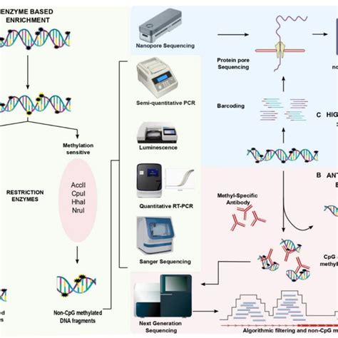 Enrichment Strategies That Are Involved In Non Cpg Methylation Download Scientific Diagram