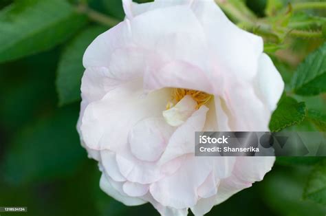 하얀 꽃과 녹색 잎으로 야생 장미의 지점 야외 지구 정원 클로즈 업 매크로 꽃 배경에서 외부 성장 0명에 대한 스톡 사진 및 기타 이미지 Istock