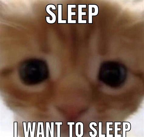 Cute Sleeping Meme I Just Woke Up Cat Sleeping Cat Meme With Text