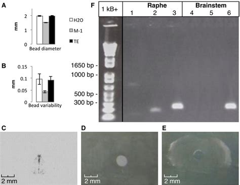 Ifap Extraction Of Target Nuclei And Target Specificity A Mean ± Sem