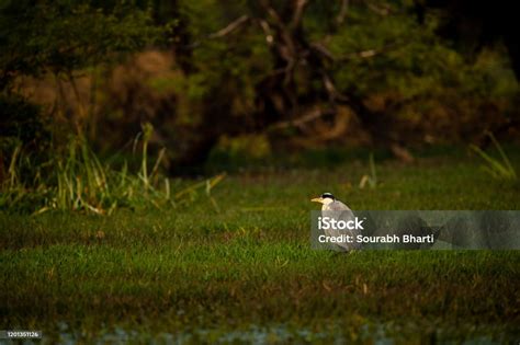 추운 겨울 동안 녹색 잔디와 습지에 회색 헤론 또는 아르데아 시네레아 Keoladeo 국립 공원 이나 조류 보호 구역에서 일몰 빛 바라트푸르 라자스탄 인도 0명에 대한 스톡