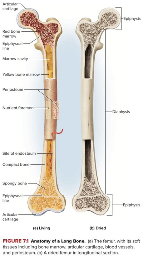 Anatomy Of A Long Bone Diagram NBKomputer